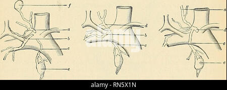 . Anatomy, descriptive and applied. Anatomy. THE RIGHT LYMPHATIC DUCT ...