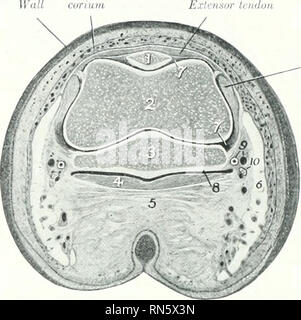 . The anatomy of the domestic animals. Veterinary anatomy. THE CORIUM ...