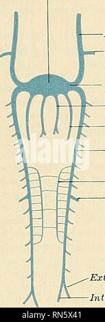 . Anatomy, descriptive and applied. Anatomy. ^ Ductus Endolymphaticus ...