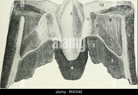. The anatomy of the domestic animals . Veterinary anatomy. 714 THE ...