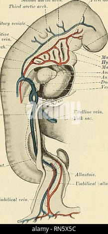 . Anatomy, descriptive and applied. Anatomy. THE DESCENDING AORTA 655 ...