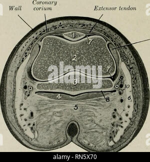 . The anatomy of the domestic animals. Veterinary anatomy. THE CORIUM ...