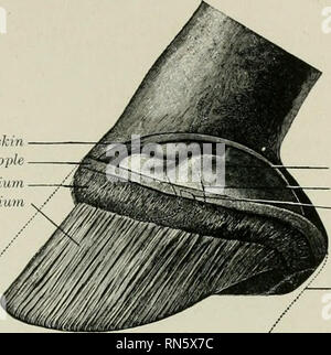 . The anatomy of the domestic animals. Veterinary anatomy. THE CORIUM ...