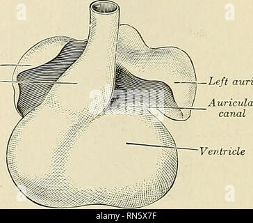 . Anatomy, descriptive and applied. Anatomy. Auricle' Sinus venosus ...