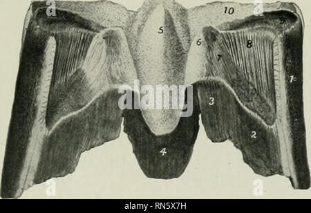 . The anatomy of the domestic animals. Veterinary anatomy. THE CORIUM ...