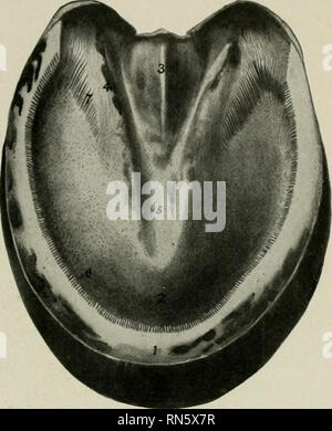 . The anatomy of the domestic animals. Veterinary anatomy. THE CORIUM ...