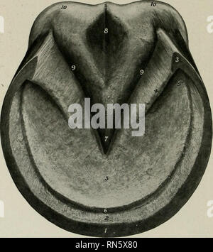 . The anatomy of the domestic animals. Veterinary anatomy. THE CORIUM ...