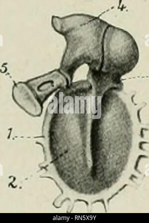 . The anatomy of the domestic animals . Veterinary anatomy. Roof canal ...