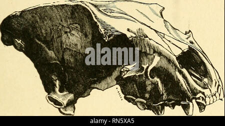 'Felis Leo'. A lion. The natural history of the FelinÃ¦, illustrated by ...