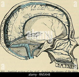 Superior Sagittal Sinus Skull