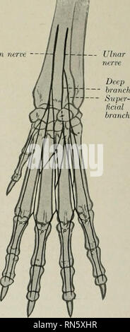 . The anatomy of the domestic animals. Veterinary anatomy ...
