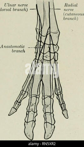 . The anatomy of the domestic animals. Veterinary anatomy. Superficial ...