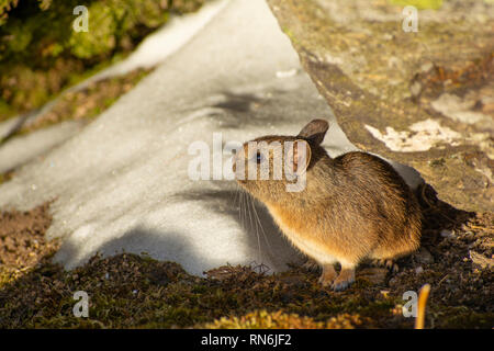 Royle's pika (Ochotona roylei) at Kedarkantha Wildlife Sanctuary Stock ...