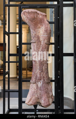 Gigantic fossil femur bones of Titanosaur Patagotitan mayorum. The ...