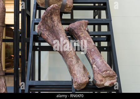 Gigantic fossil femur bones of Titanosaur Patagotitan mayorum. The ...