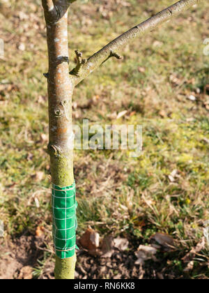 Grease band around an apple tree trunk, used to prevent wingless moths ...