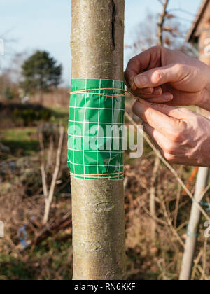Gardener securing a fruit tree grease band wrapped around an apple tree ...