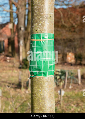 Grease band around an apple tree trunk, used to prevent wingless moths ...