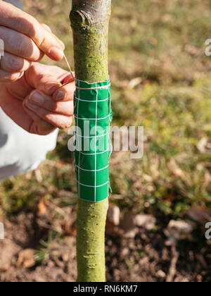 Gardener securing a fruit tree grease band wrapped around an apple tree ...