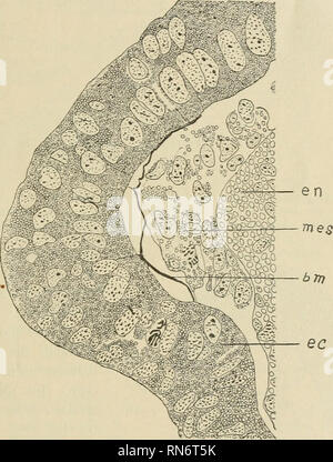 . Anatomischer Anzeiger. Anatomy, Comparative; Anatomy, Comparative ...