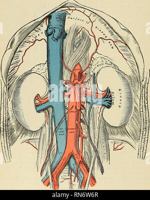 . Anatomy, descriptive and applied. Anatomy. THE ABDOMINAL AORTA 667 ...