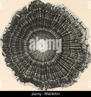 . The anatomy of woody plants. Botany -- Anatomy. CONIFERALES 323 ...