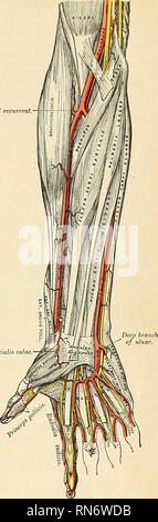 . Anatomy, descriptive and applied. Anatomy. Fig. 230 ...