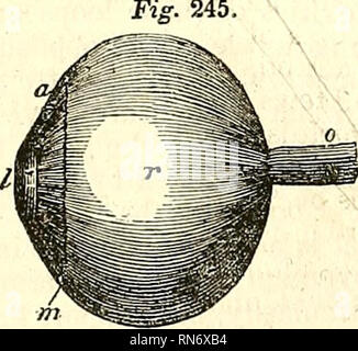 External anatomy of the human eye Stock Photo: 69866838 - Alamy