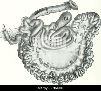 . The anatomy of the domestic animals . Veterinary anatomy. LYMPHATIC ...