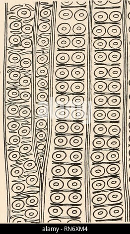 . The anatomy of woody plants. Botany -- Anatomy. CHAPTER V THE ...