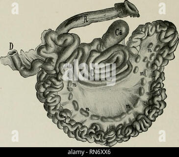 . The anatomy of the domestic animals . Veterinary anatomy. LYMPHATIC ...