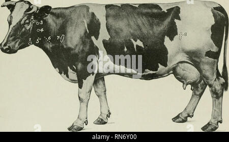 . The anatomy of the domestic animals . Veterinary anatomy. LYMPHATIC ...