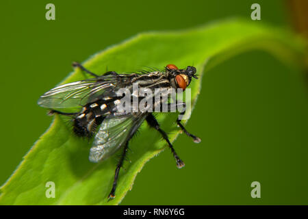 A black big fly sits on a green leaf. Macro photography Stock Photo - Alamy