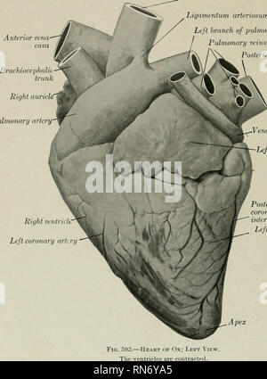 . The anatomy of the domestic animals . Veterinary anatomy. 706 THE ...