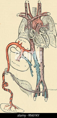 . Anatomy, descriptive and applied. Anatomy. ^ Ductus Endolymphaticus ...