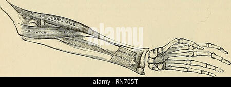 . Anatomy, descriptive and applied. Anatomy. THE ULNA, OB ELBOW BONE ...