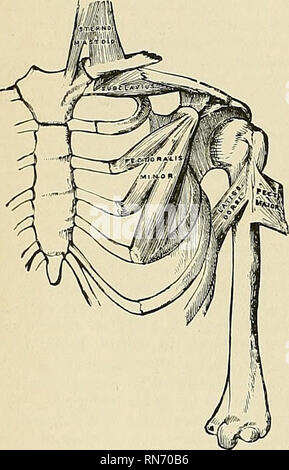 . Anatomy, descriptive and applied. Anatomy. WALL OF RENAL CALIX Fig ...
