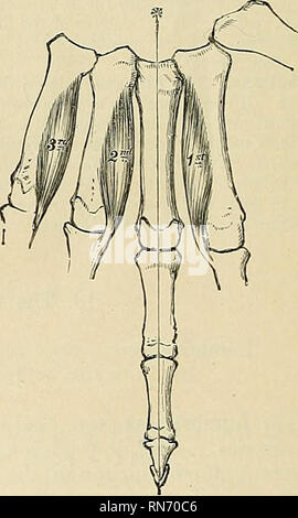 . Anatomy, descriptive and applied. Anatomy. THE COMMON CAROTID ARTERY ...