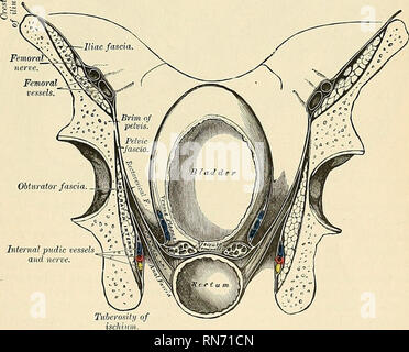 . Anatomy, descriptive and applied. Anatomy. THE PELVIC FASCIA 449 ...