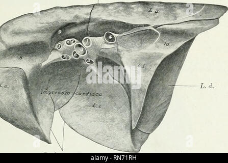 . The anatomy of the domestic animals . Veterinary anatomy. Apical lobe ...