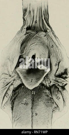 . The anatomy of the domestic animals . Veterinary anatomy. THE ETHMOID ...