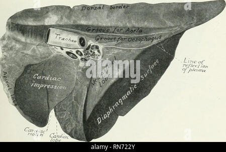 . The anatomy of the domestic animals . Veterinary anatomy. Apical lobe ...
