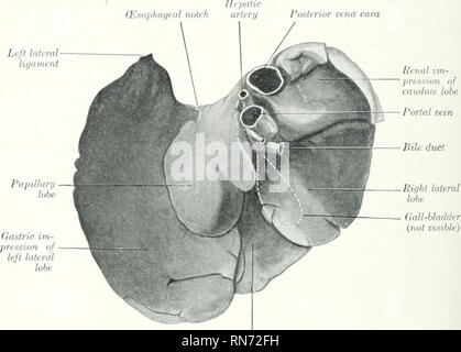 . The anatomy of the domestic animals. Veterinary anatomy. THE PARIETAL ...