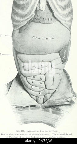 . The anatomy of the domestic animals. Veterinary anatomy. 500 ...