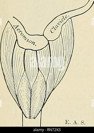 . Anatomy, descriptive and applied. Anatomy. Perichondrium -Section ...