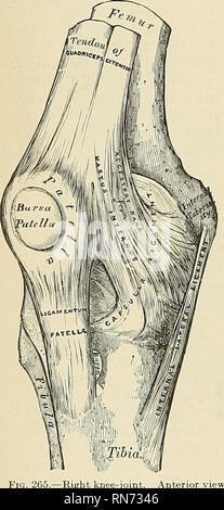 . Anatomy, descriptive and applied. Anatomy. Fasciculi • jiyramidales ...