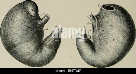 Pig anatomy with its muscular system Stock Photo - Alamy