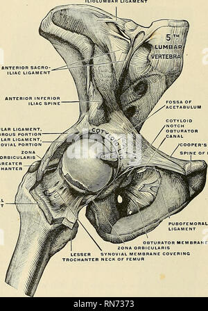 . Anatomy, descriptive and applied. Anatomy. TRANSVERSE AURICULAR ...