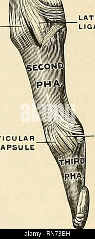 . Anatomy, descriptive and applied. Anatomy. Articular cartilage ...