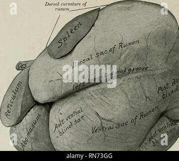 . The anatomy of the domestic animals . Veterinary anatomy. 472 ...